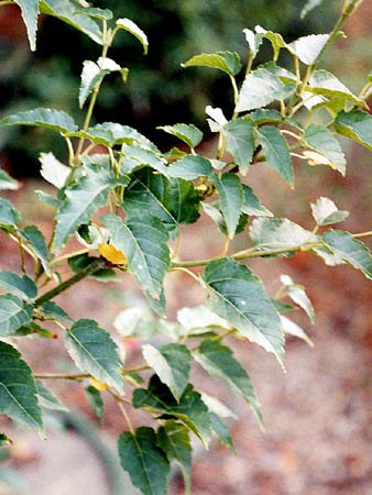 Index of /Aceraceae