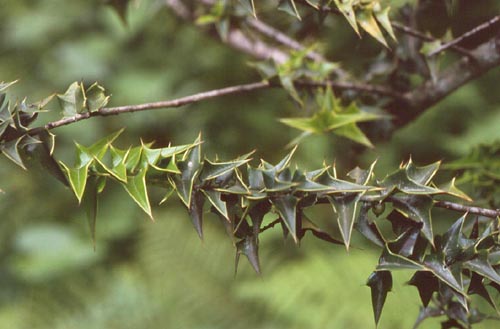 Ilex pernyi (Perny's holly)