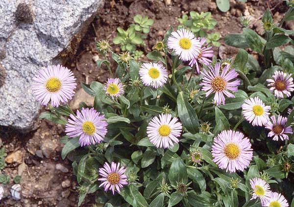 Index of /Asteraceae