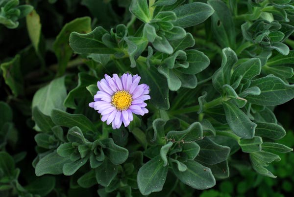 Index of /Asteraceae