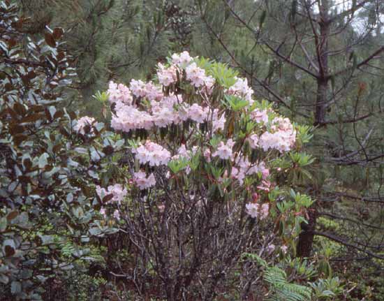 Ericaceae