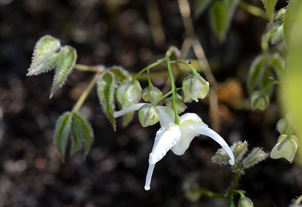 epimedium