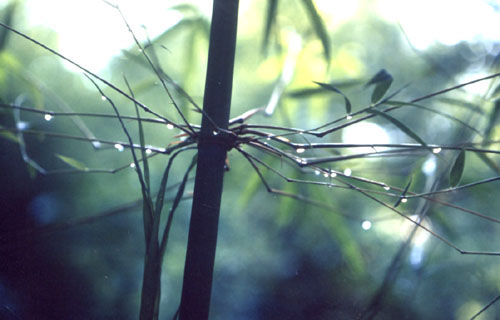 yushania - JungleKey.fr Image